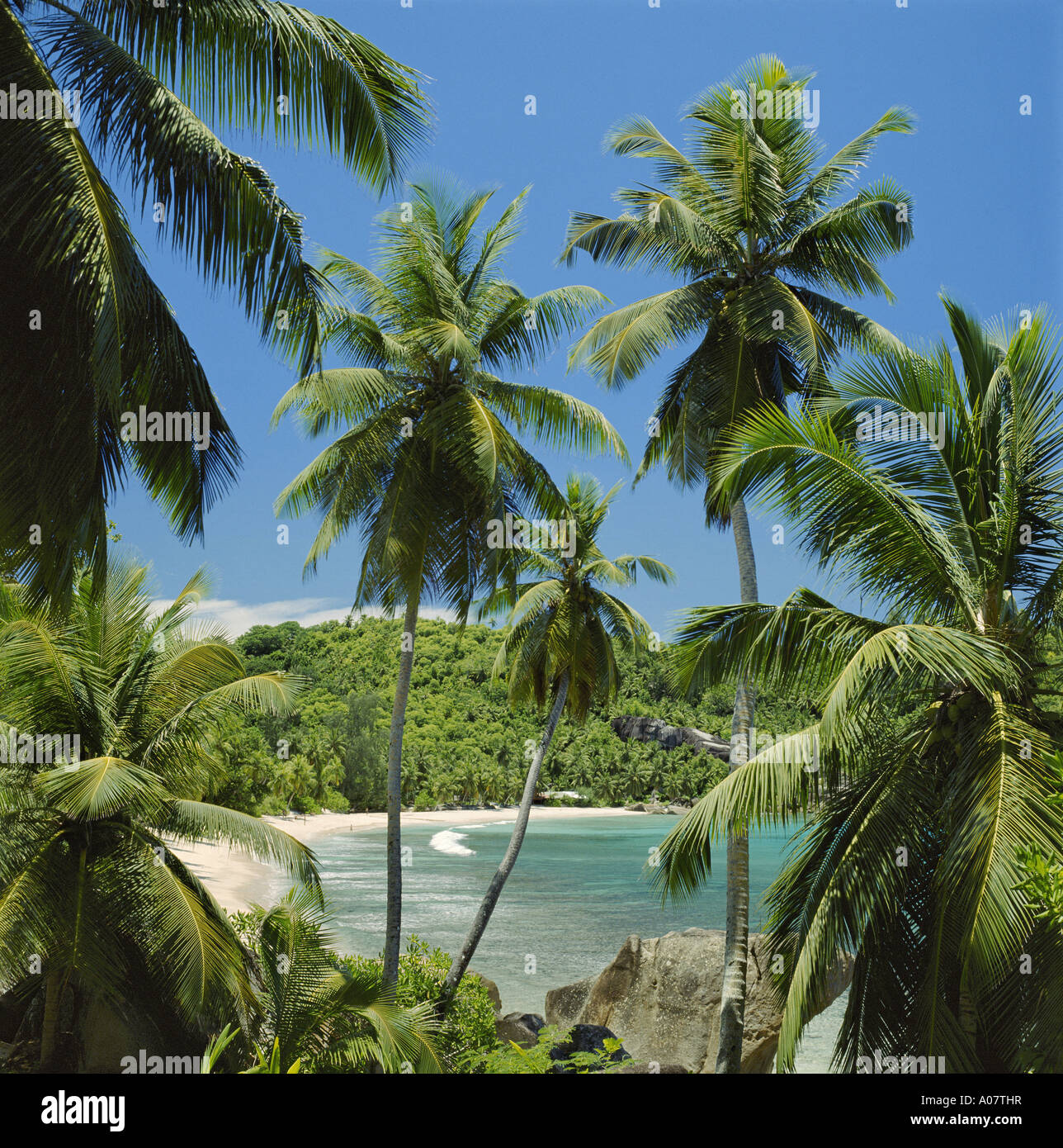 Indian Ocean Anse Takamaka, Palm trees Stock Photo - Alamy