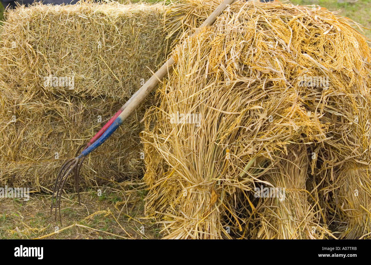 pitch fork on rice stalks and hay bale Stock Photo - Alamy