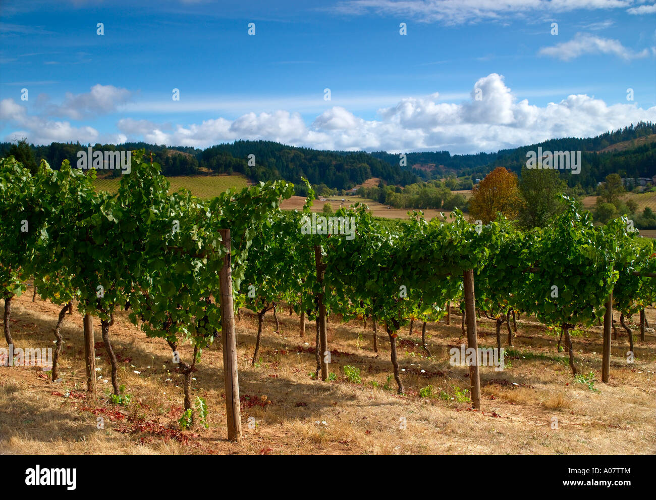Pinot noir grape vines hi-res stock photography and images - Alamy