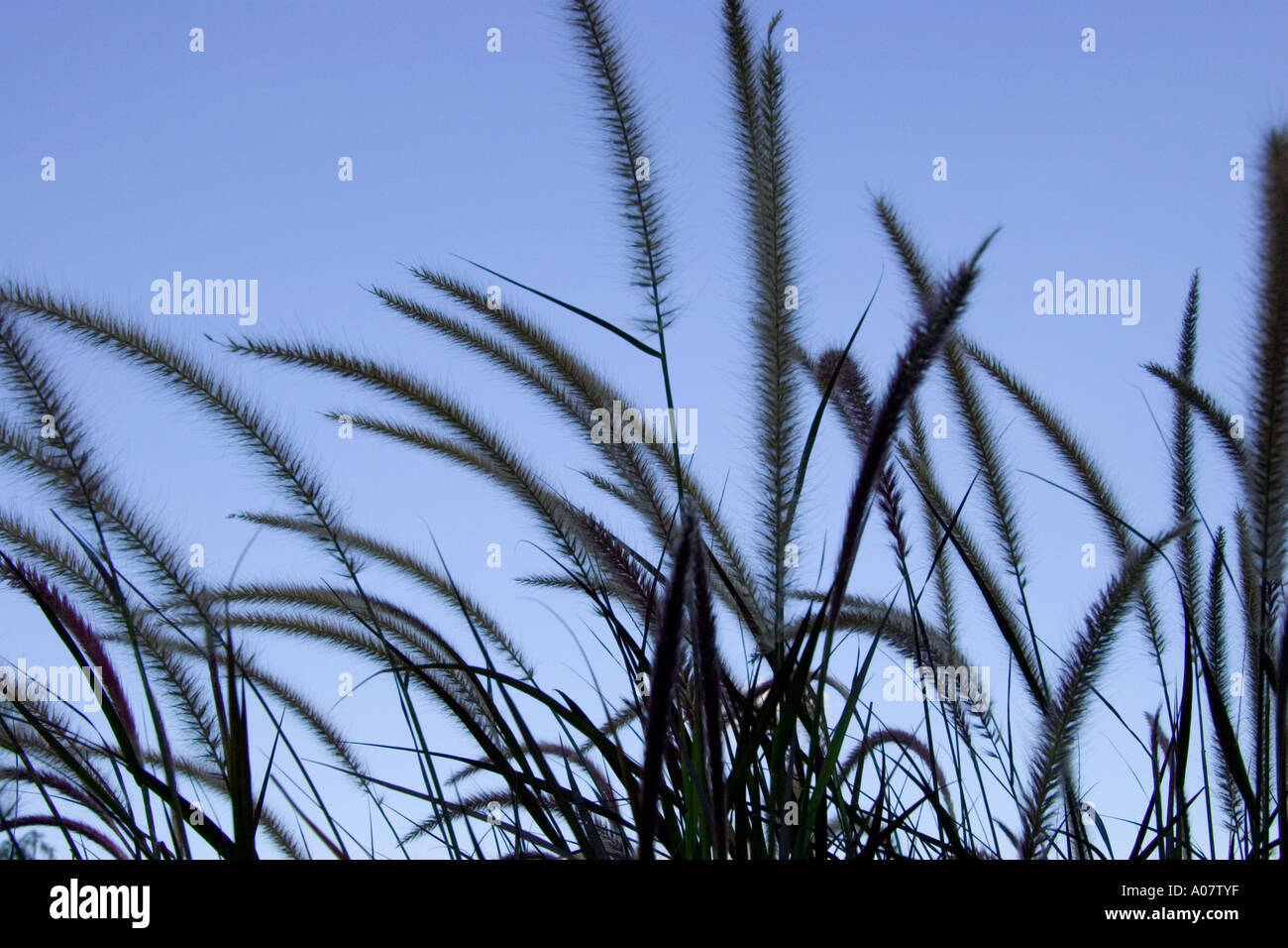 Silohette of grass tufts Stock Photo - Alamy