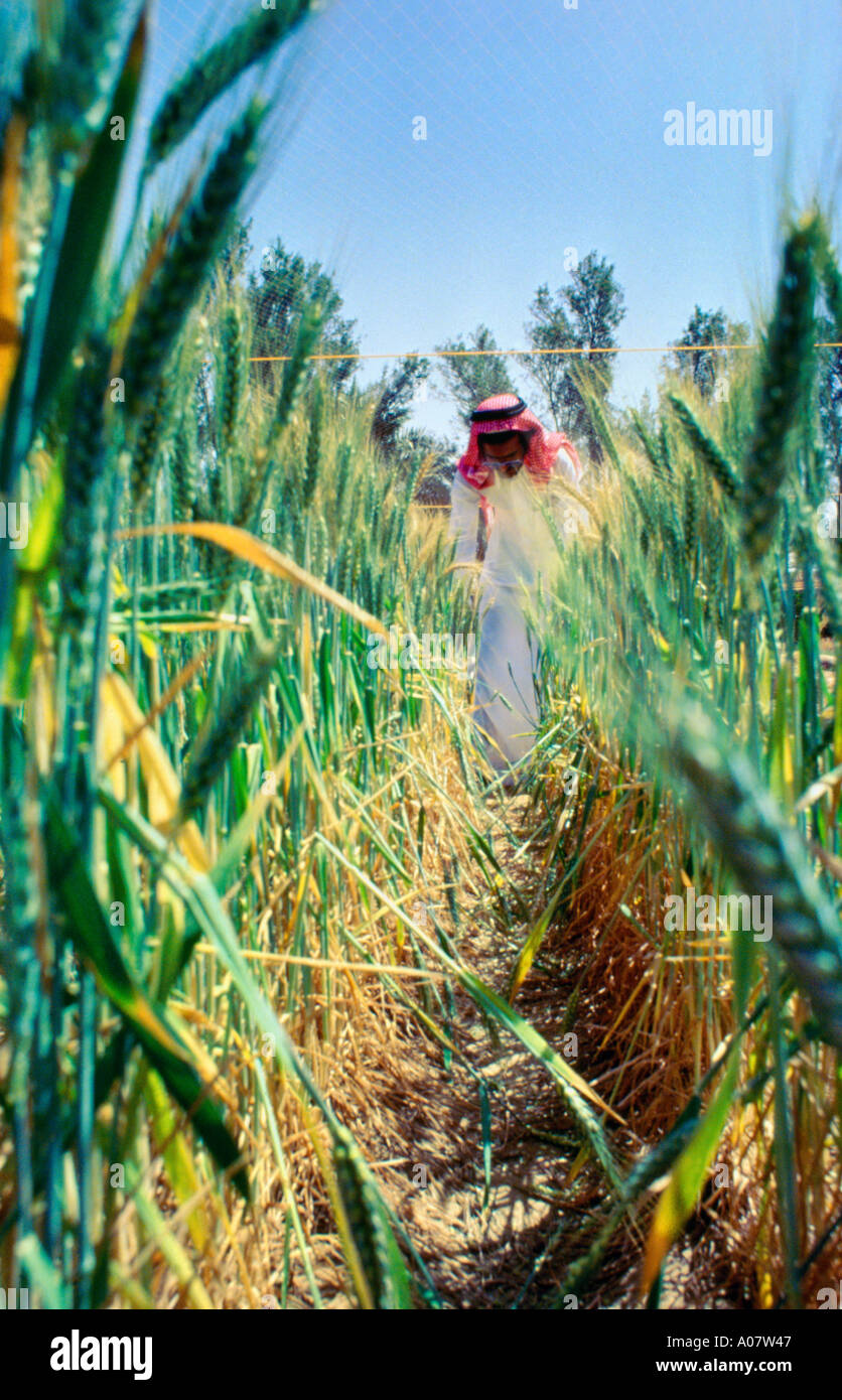 Wheat Field Saudi Arabia Man In Dishdash Farmer Stock Photo - Alamy