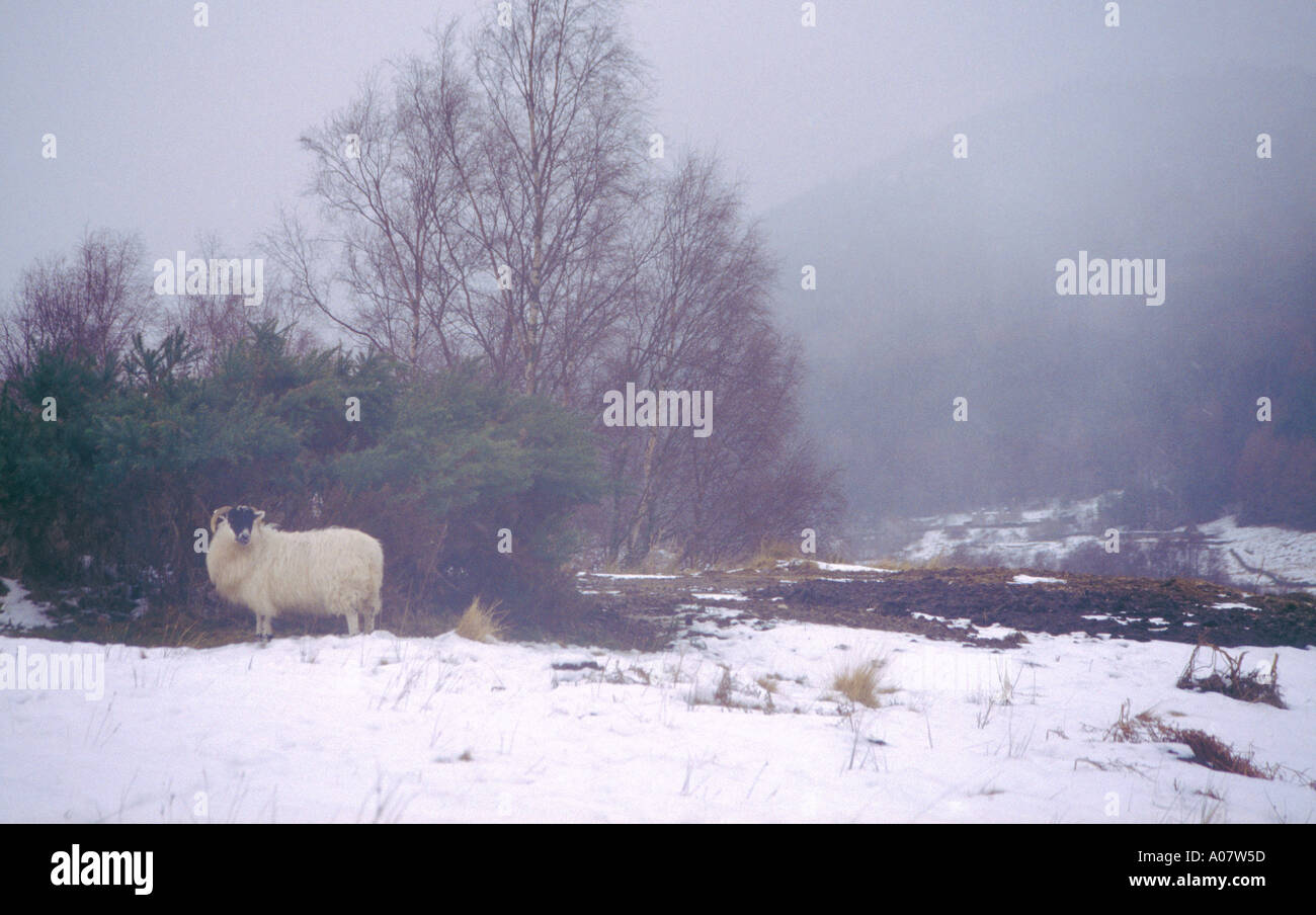 Orrin scotland hi-res stock photography and images - Alamy