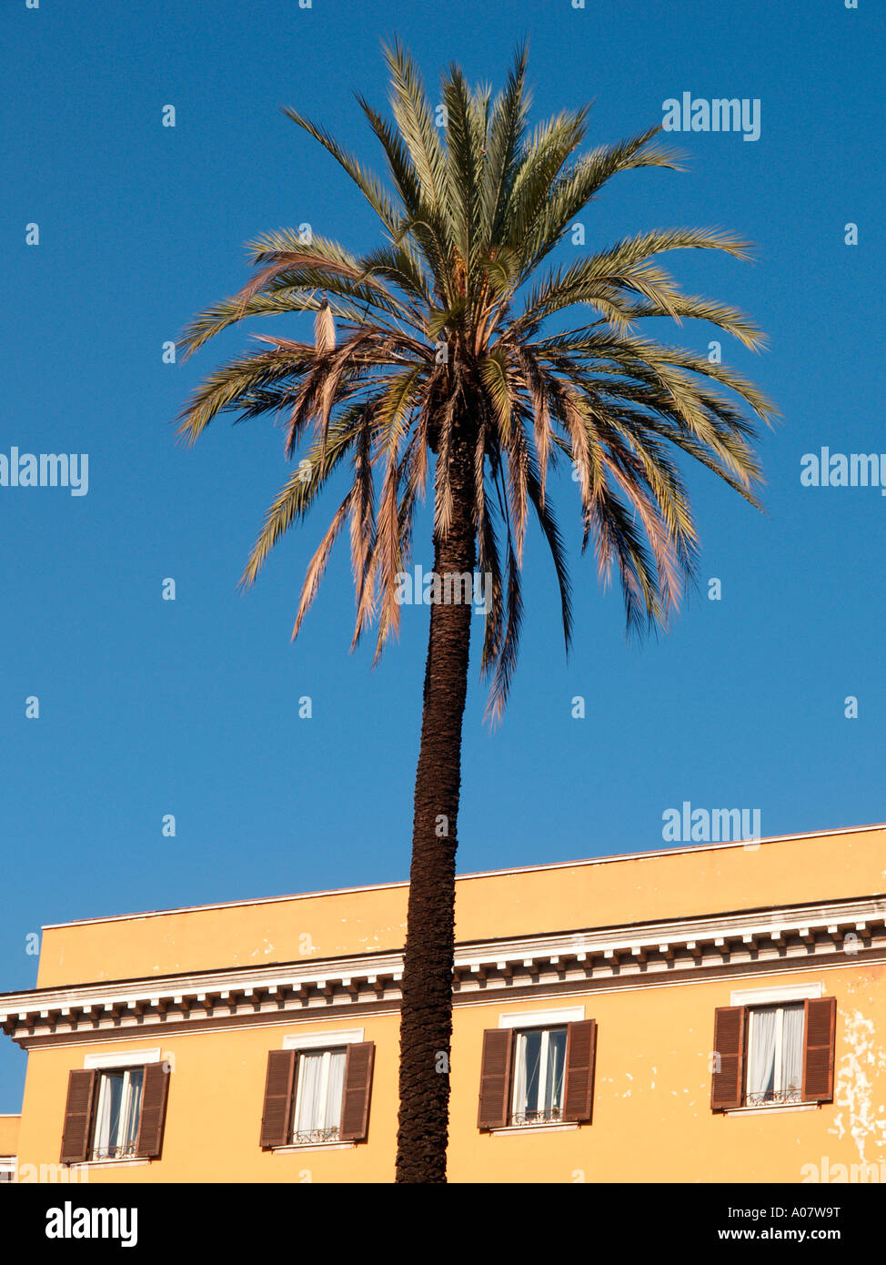 yellow colonial style building and single palm tree standing stark ...