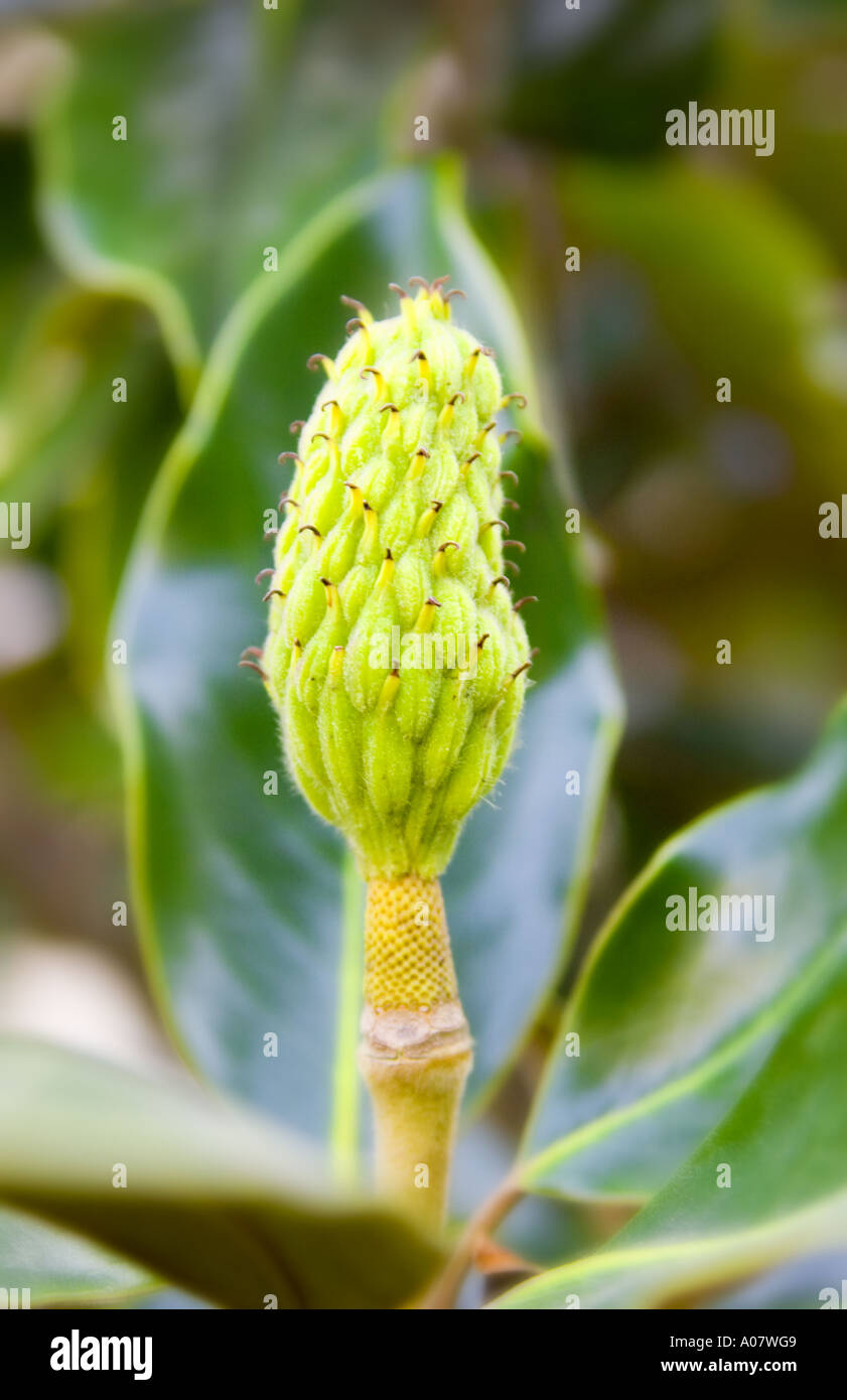 Magnolia seed pod hi-res stock photography and images - Alamy