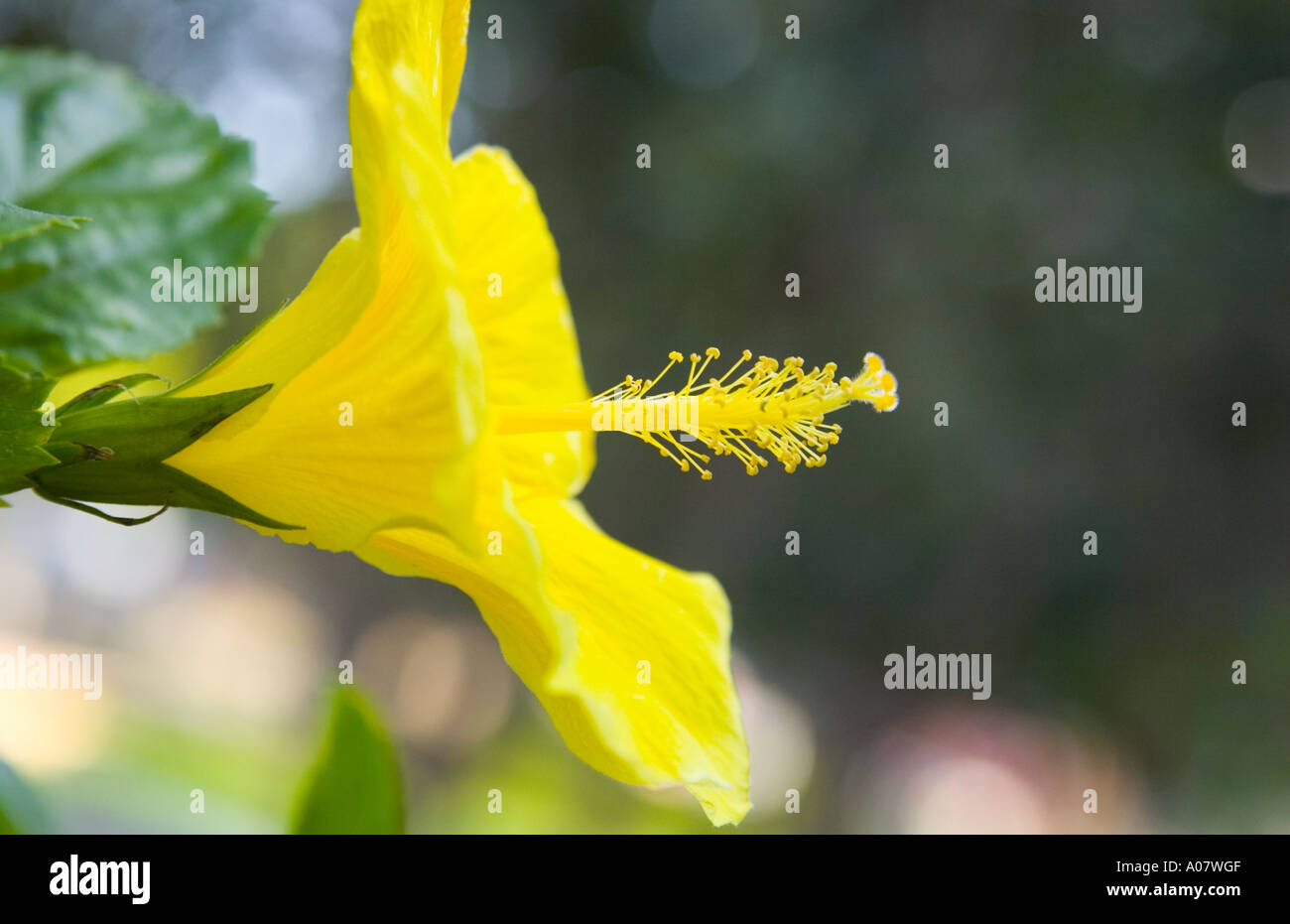 Yellow hibiscus profile view Stock Photo - Alamy
