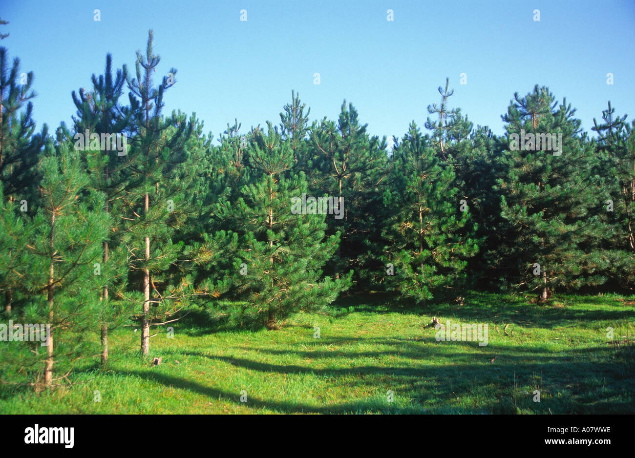 Conifer trees Suffolk Sandlings England Stock Photo - Alamy