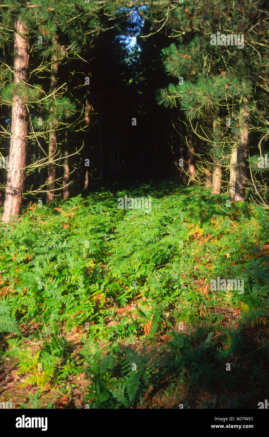 Conifer trees Suffolk Sandlings England Stock Photo - Alamy