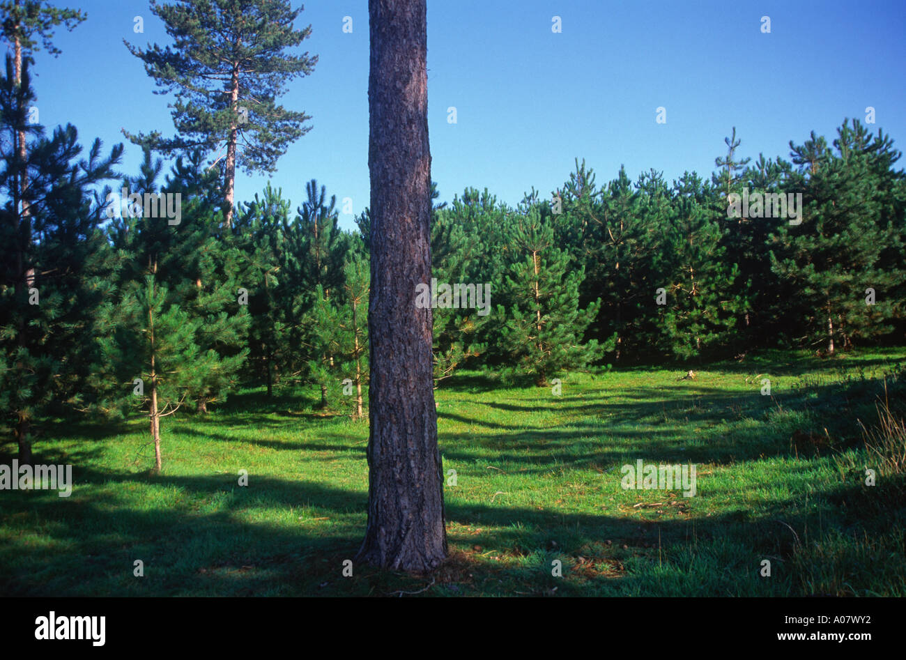 Conifer trees britain hi-res stock photography and images - Alamy