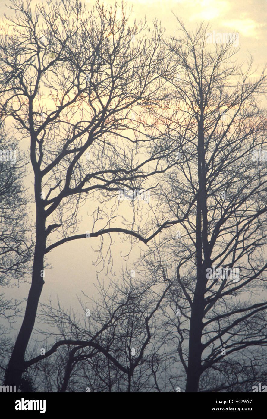 Cloudy sky with trees hi-res stock photography and images - Alamy