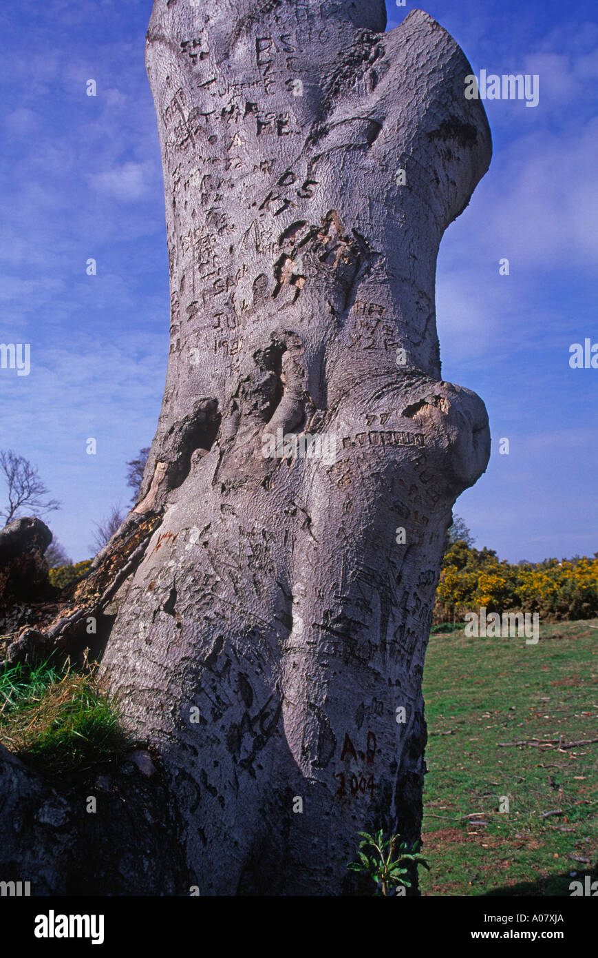 Tree names hi-res stock photography and images - Alamy