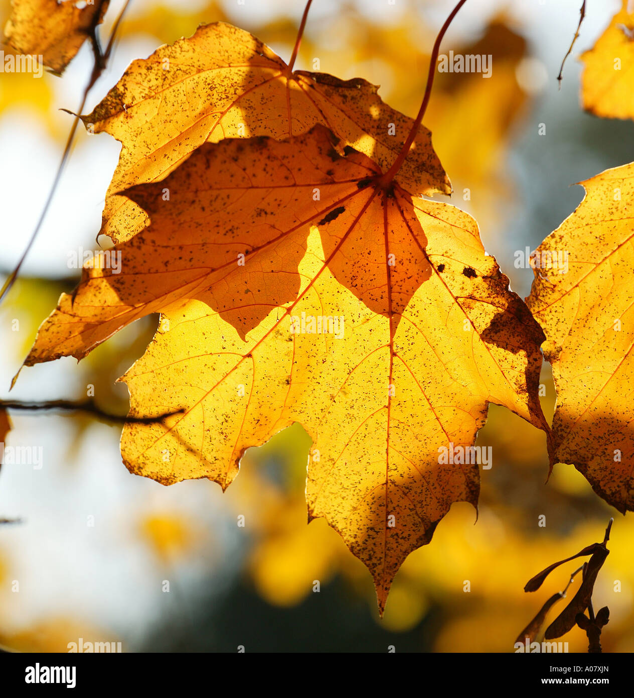 Yellows and browns of the autumn months illustrated by leaves in a tree ...