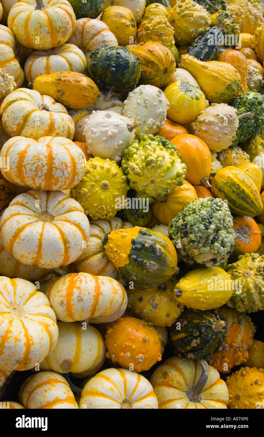 Decorative squash in fall market Stock Photo - Alamy