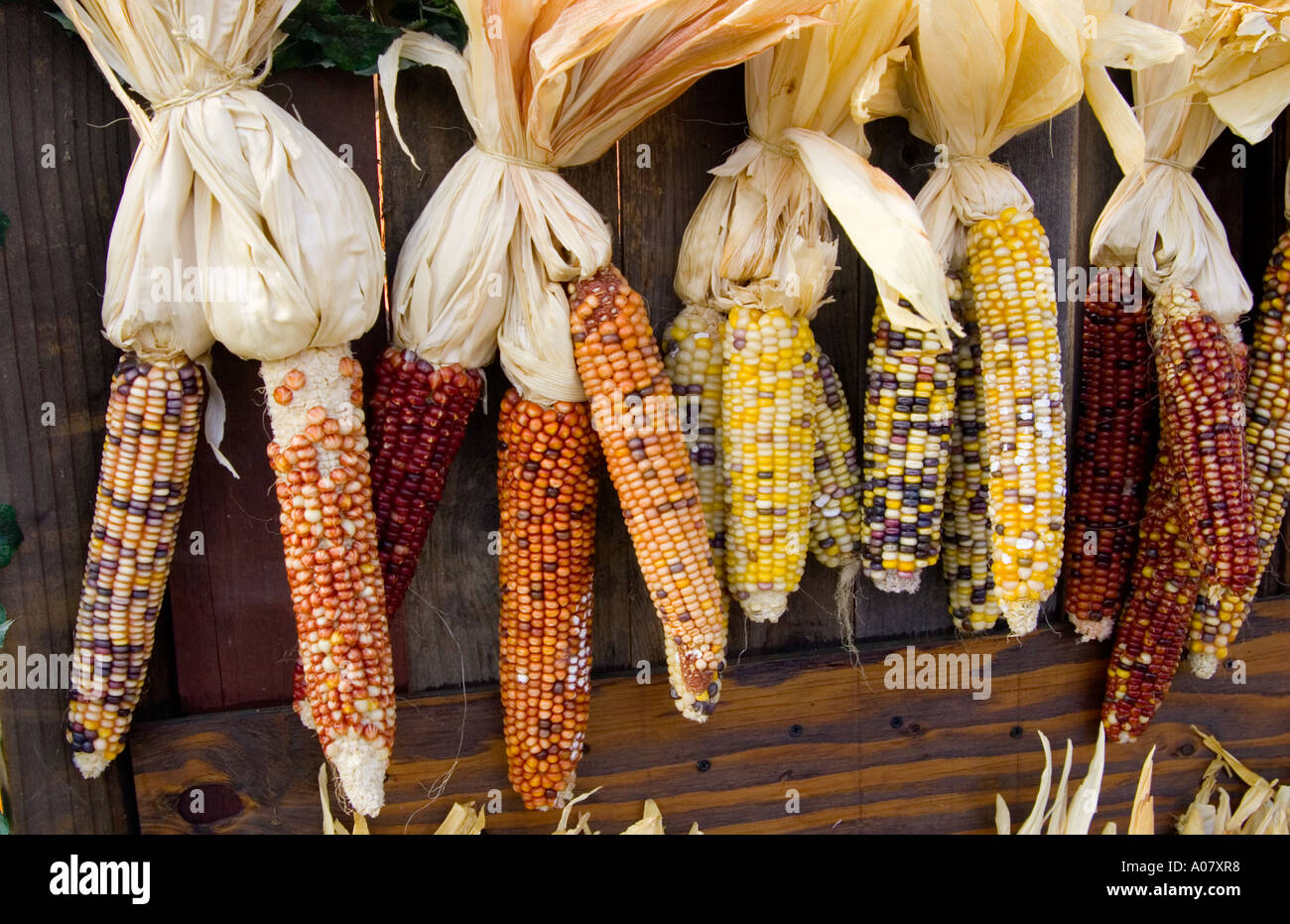 Apache Indians Corn
