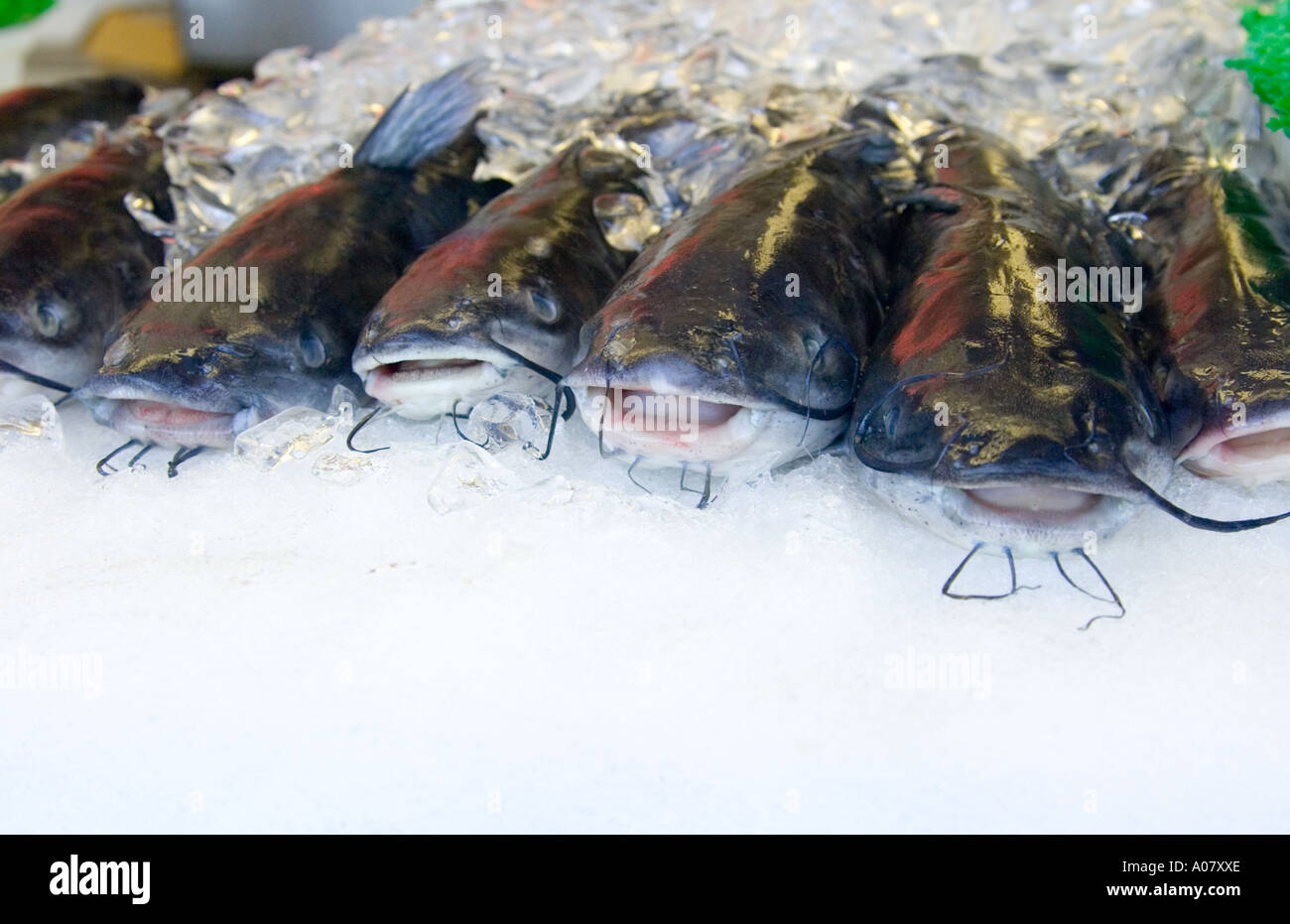 Catfish on ice Stock Photo - Alamy