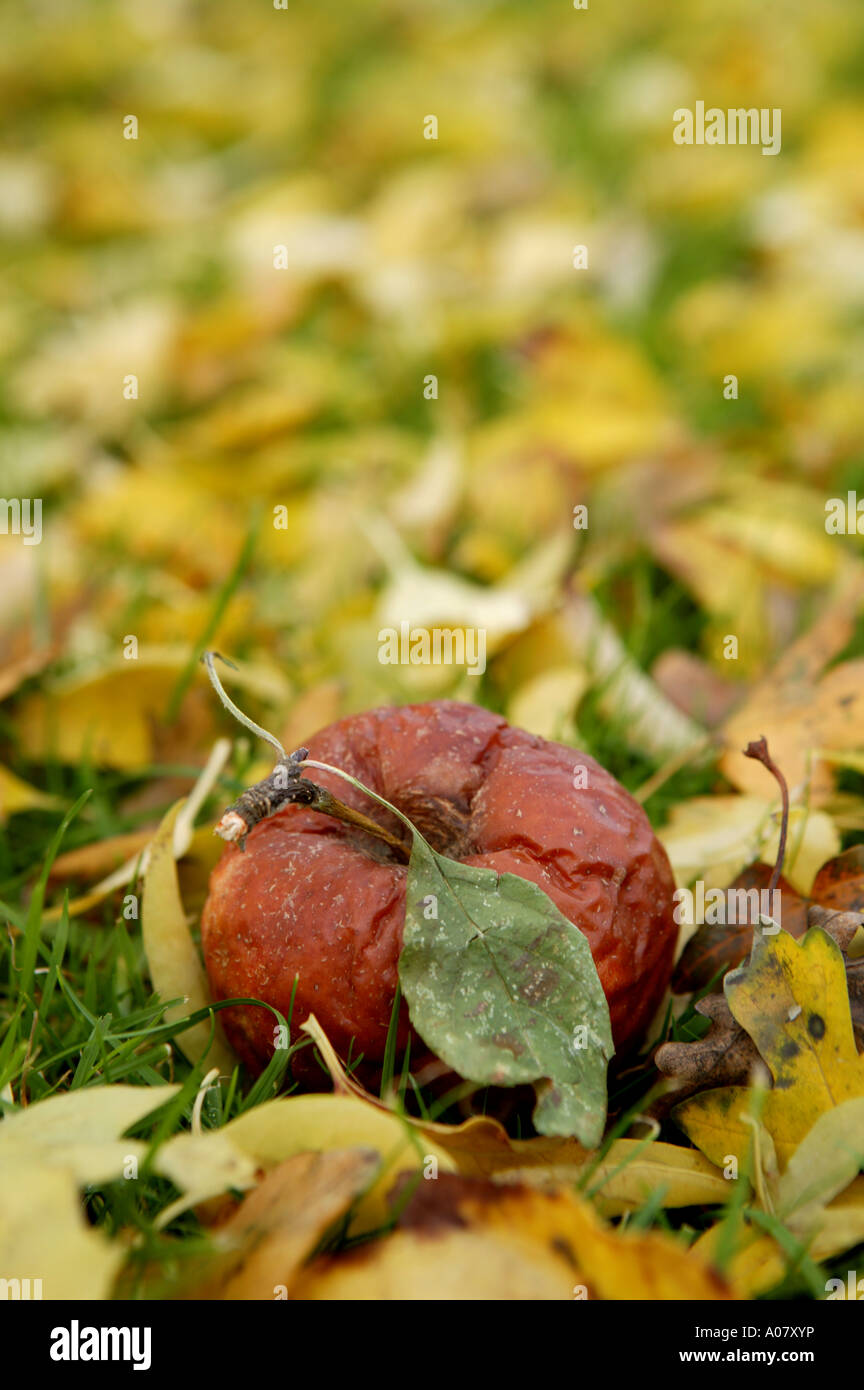 fallen apple laid on grass under apple tree in Autumn surrounded by ...