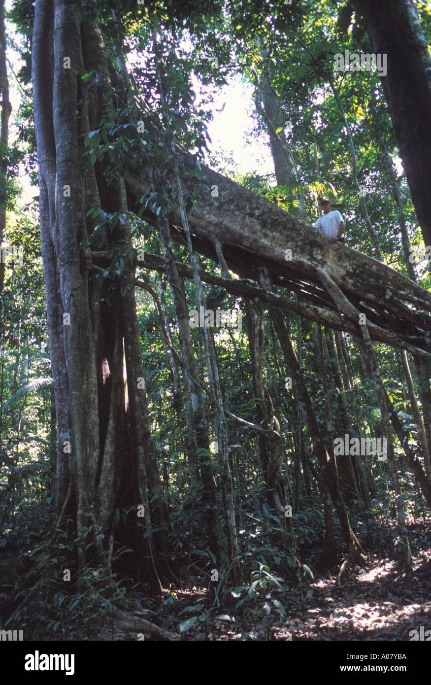 Tree Figueira Place Alta Floresta State Mato Grosso Brazil Canopy ...
