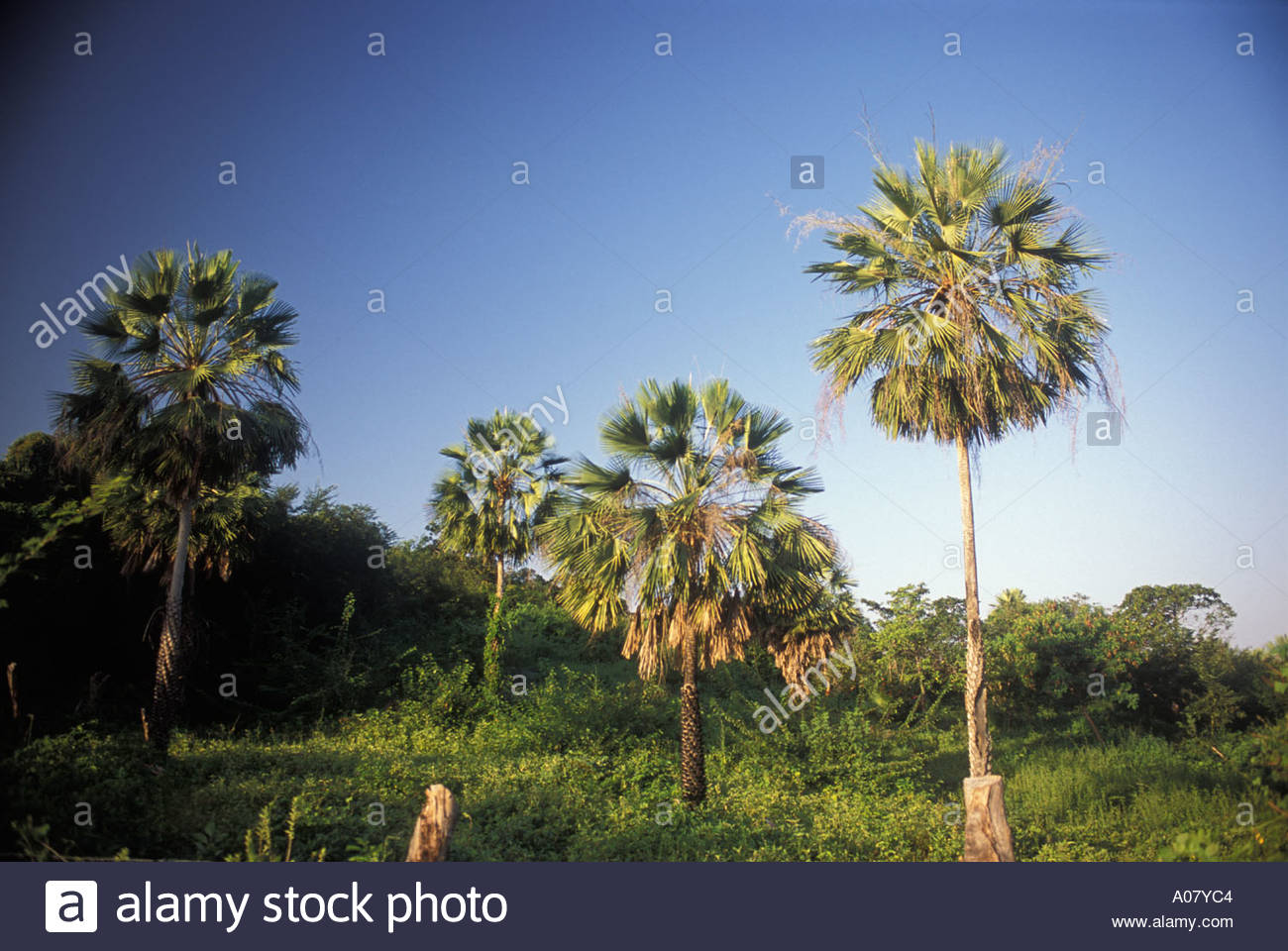 Carnauba Tree Stock Photos & Carnauba Tree Stock Images - Alamy