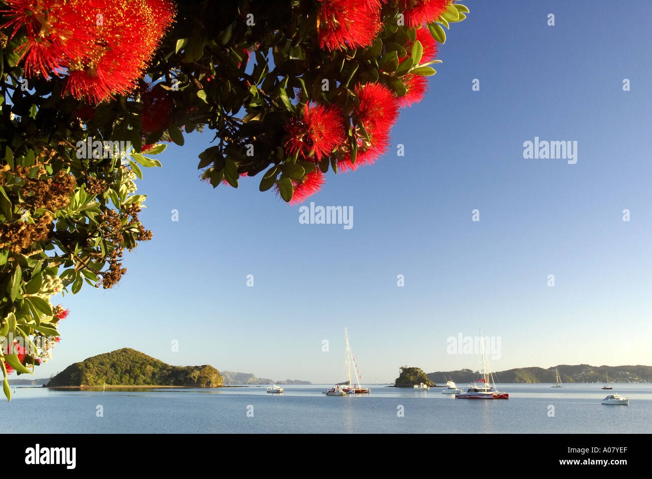 Pohutukawa tree beach paihia bay hi-res stock photography and images ...
