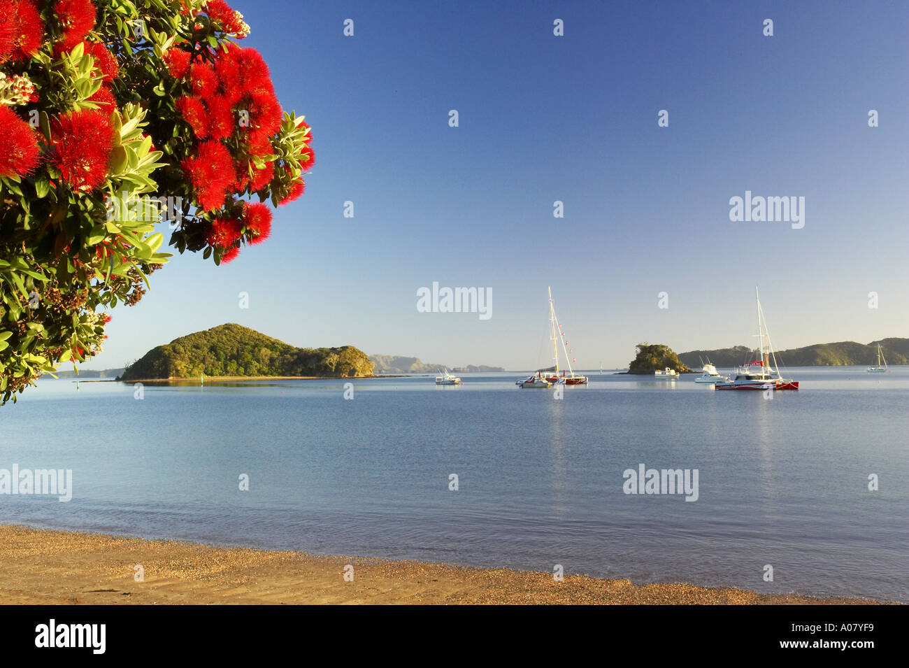 Pohutukawa tree beach paihia bay hi-res stock photography and images ...