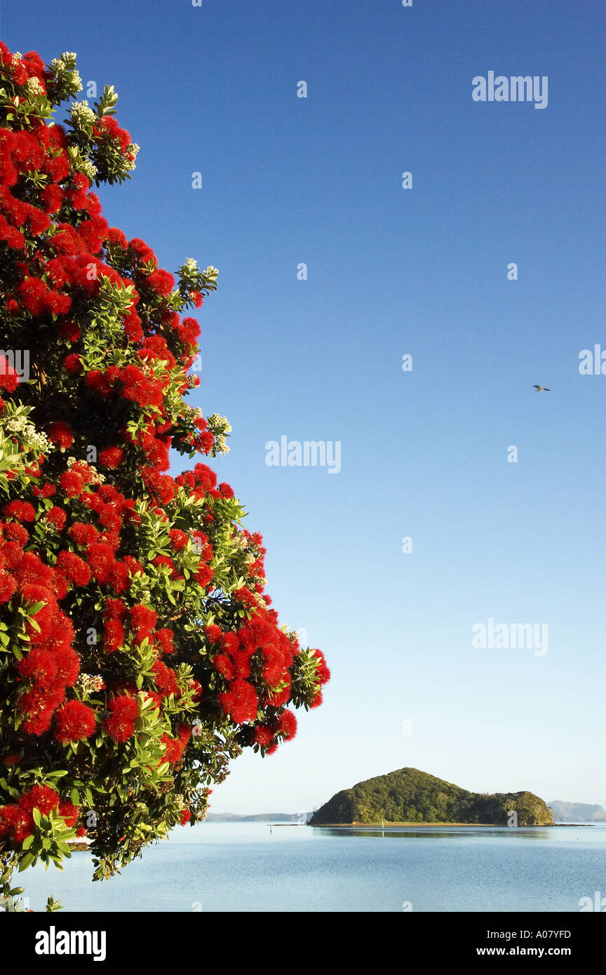 Pohutukawa tree beach paihia bay hi-res stock photography and images ...