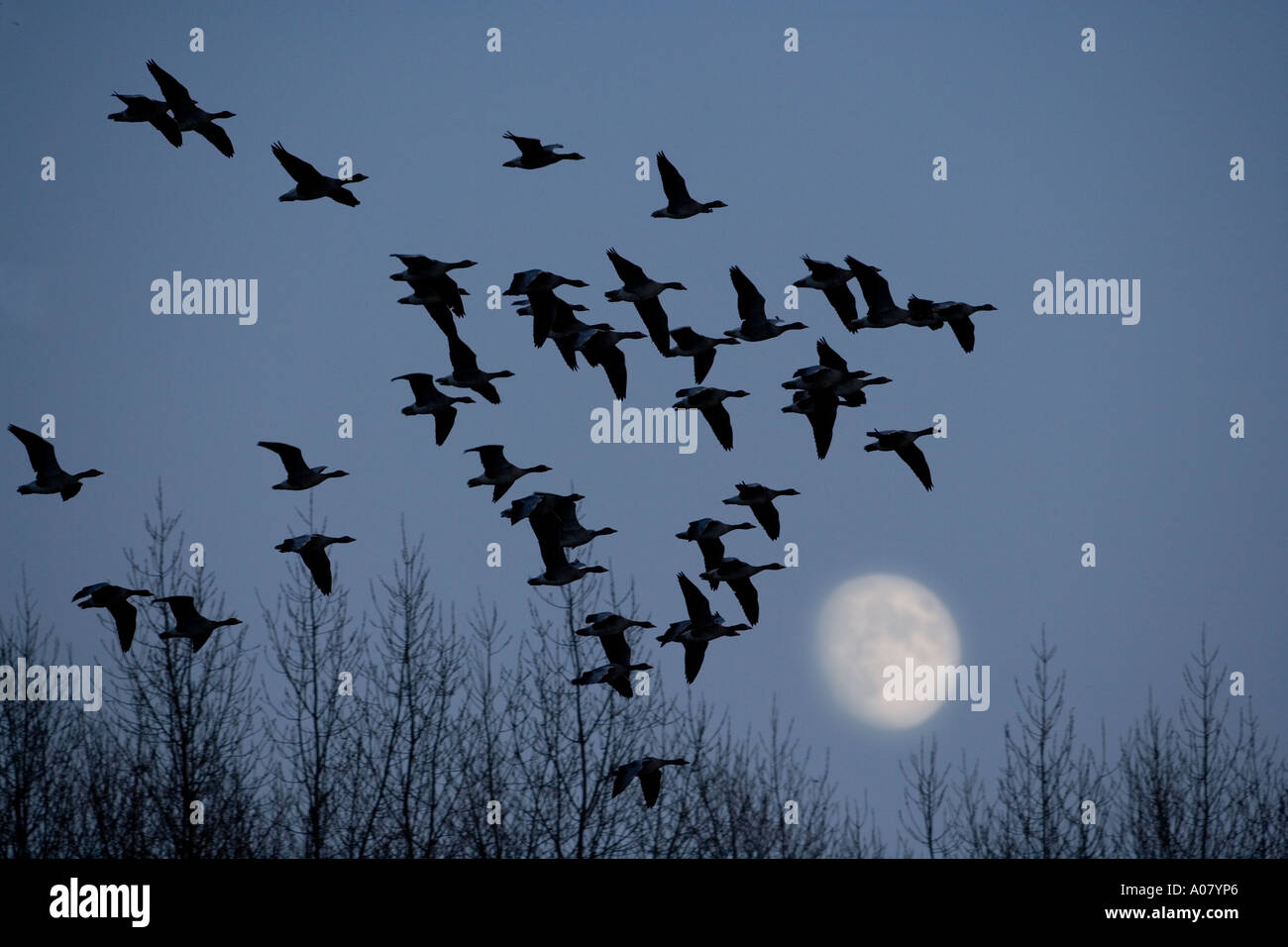 Canada Geese & Rising Moon Stock Photo - Alamy