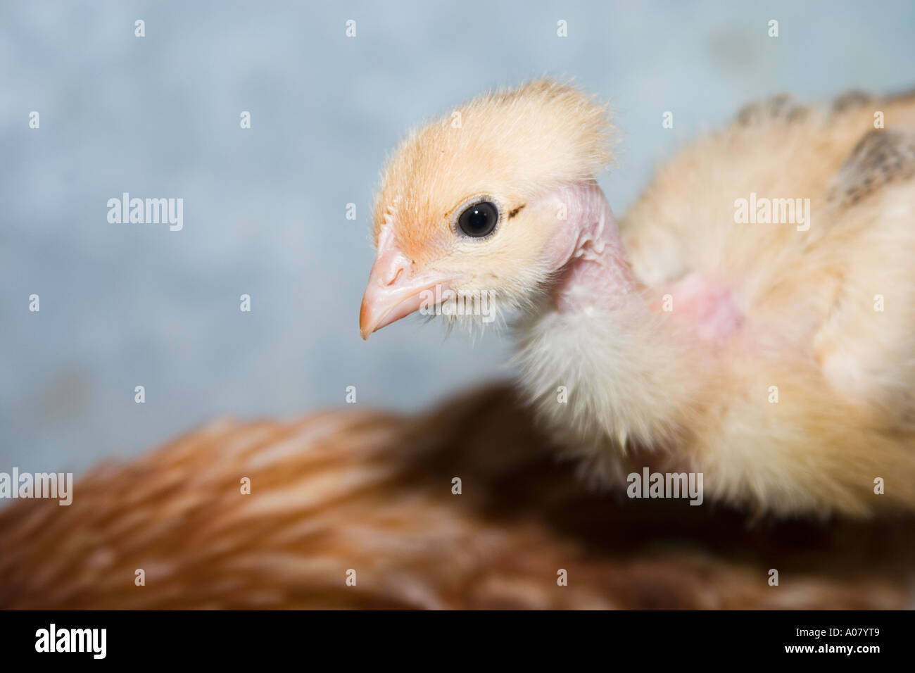 Cristina fumi a07yt9 yellow mother mum mom healthy flu h5n1 hi-res ...