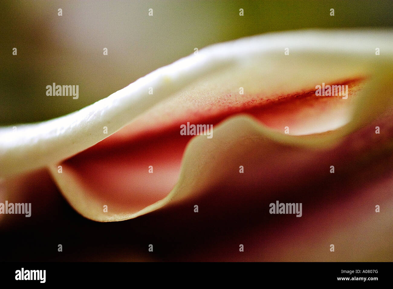 Deatil of a Lily Stock Photo - Alamy