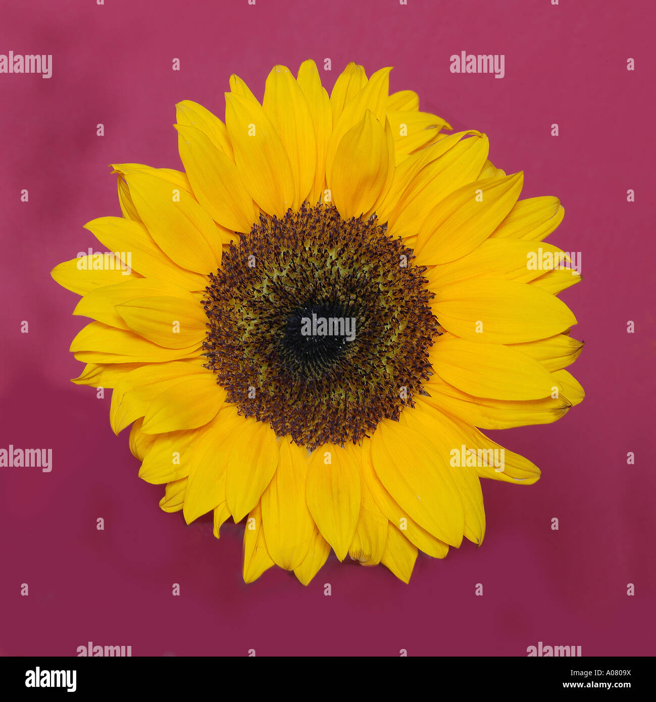 square format yellow sunflower leaves against a red background Stock ...