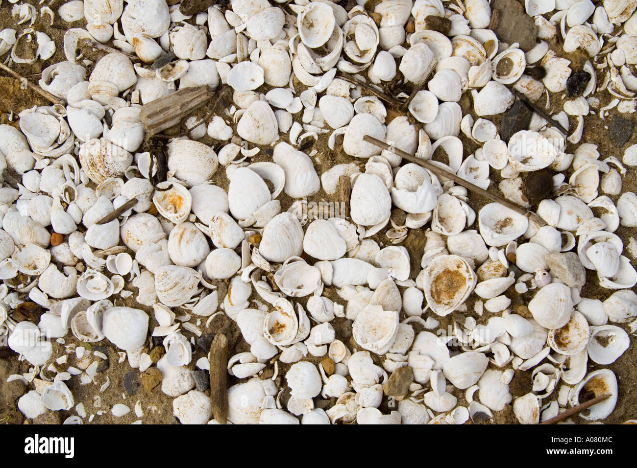 Shells in mud bank of Mississippi river Stock Photo - Alamy