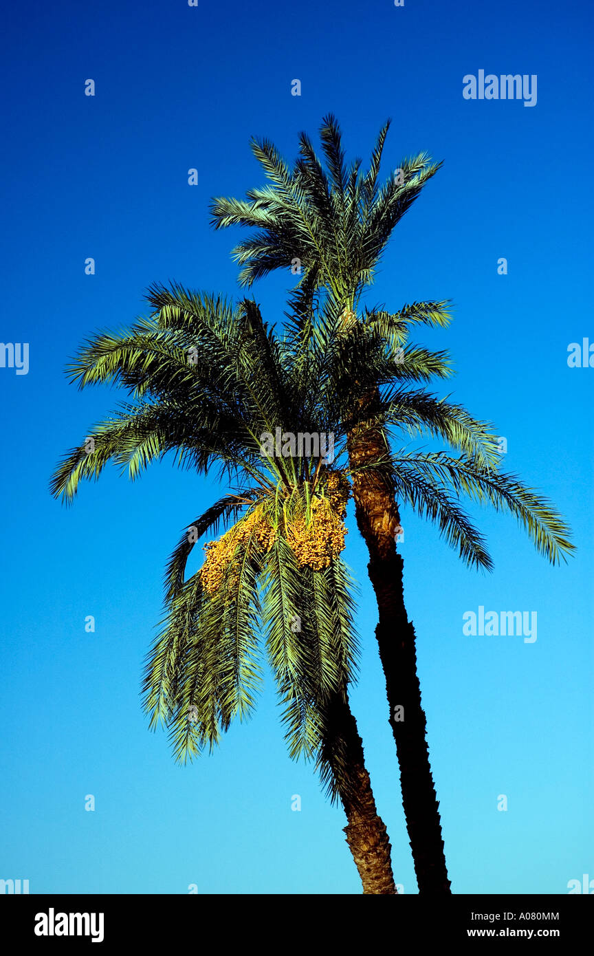 Egyptian palm trees hi-res stock photography and images - Alamy