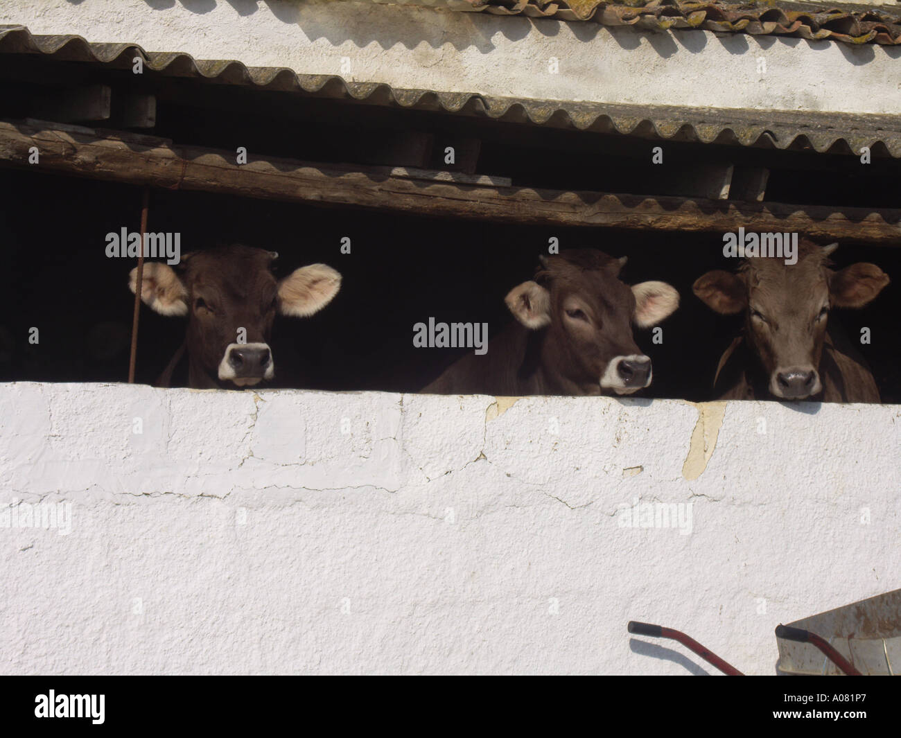 Small dairy farm building where ricotta cheese is made Sicily Italy ...