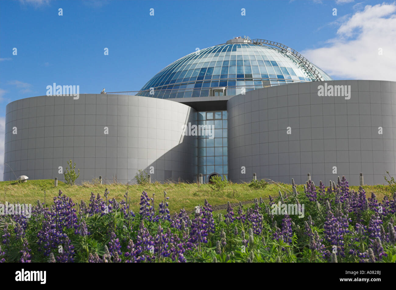 lupins outside the pearl Perlan reykjavik iceland Stock Photo - Alamy