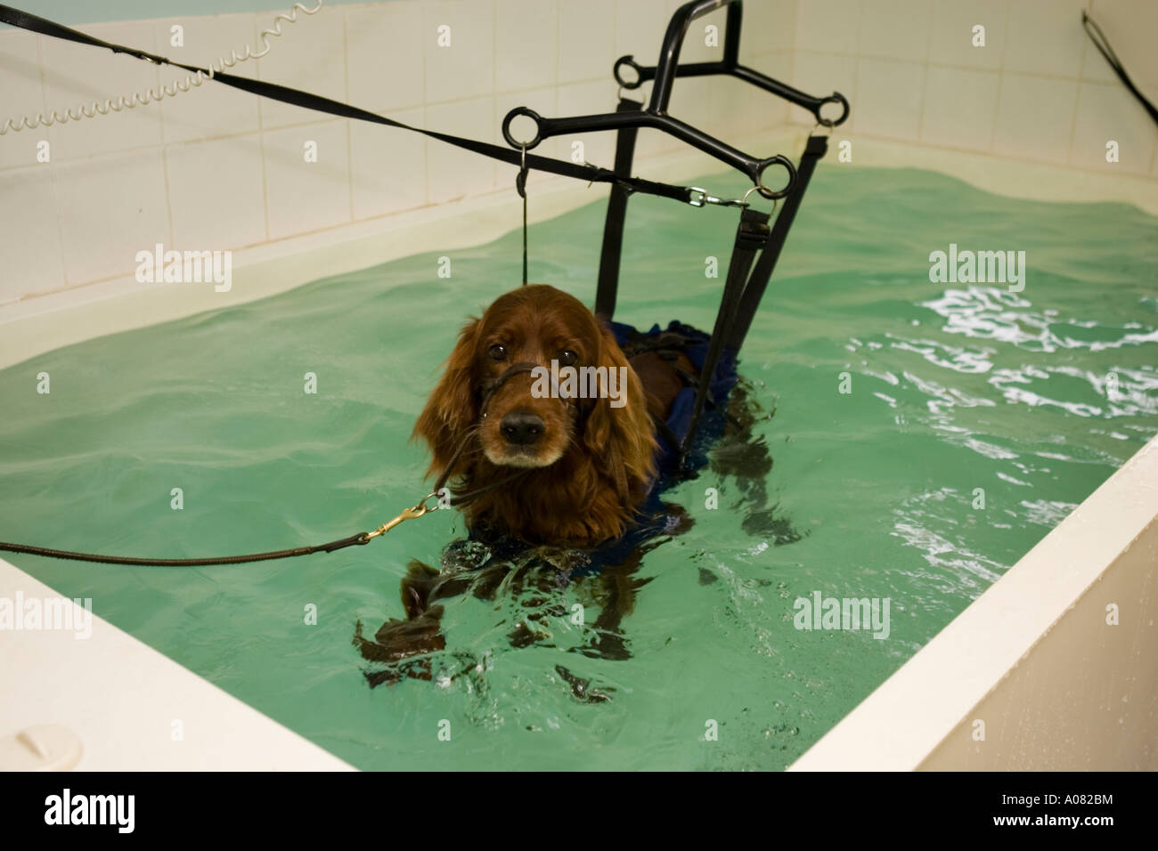 Dog in harness to hydrotherapy pool Stock Photo - Alamy