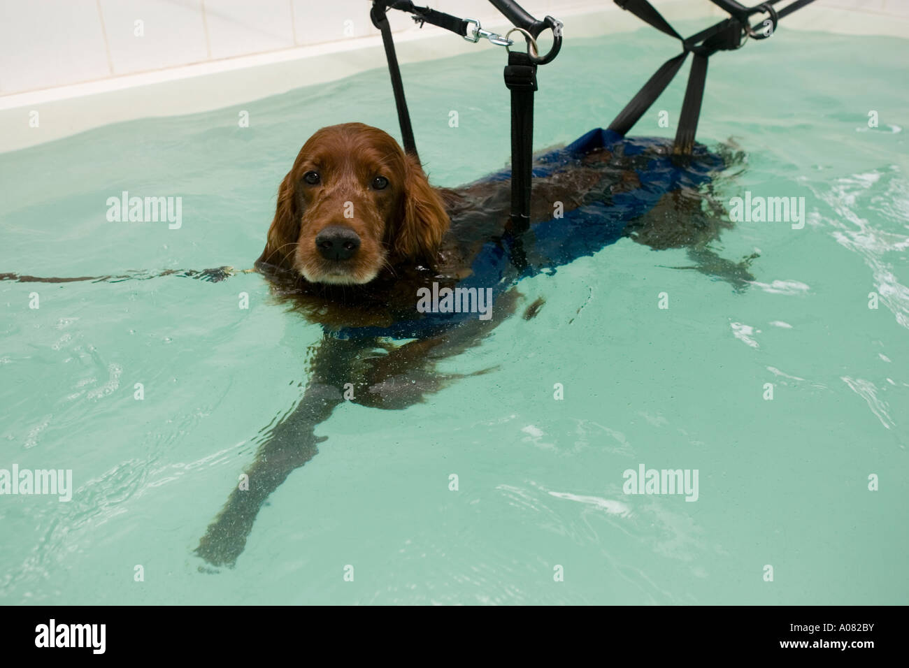 Dog in harness to hydrotherapy pool Stock Photo - Alamy
