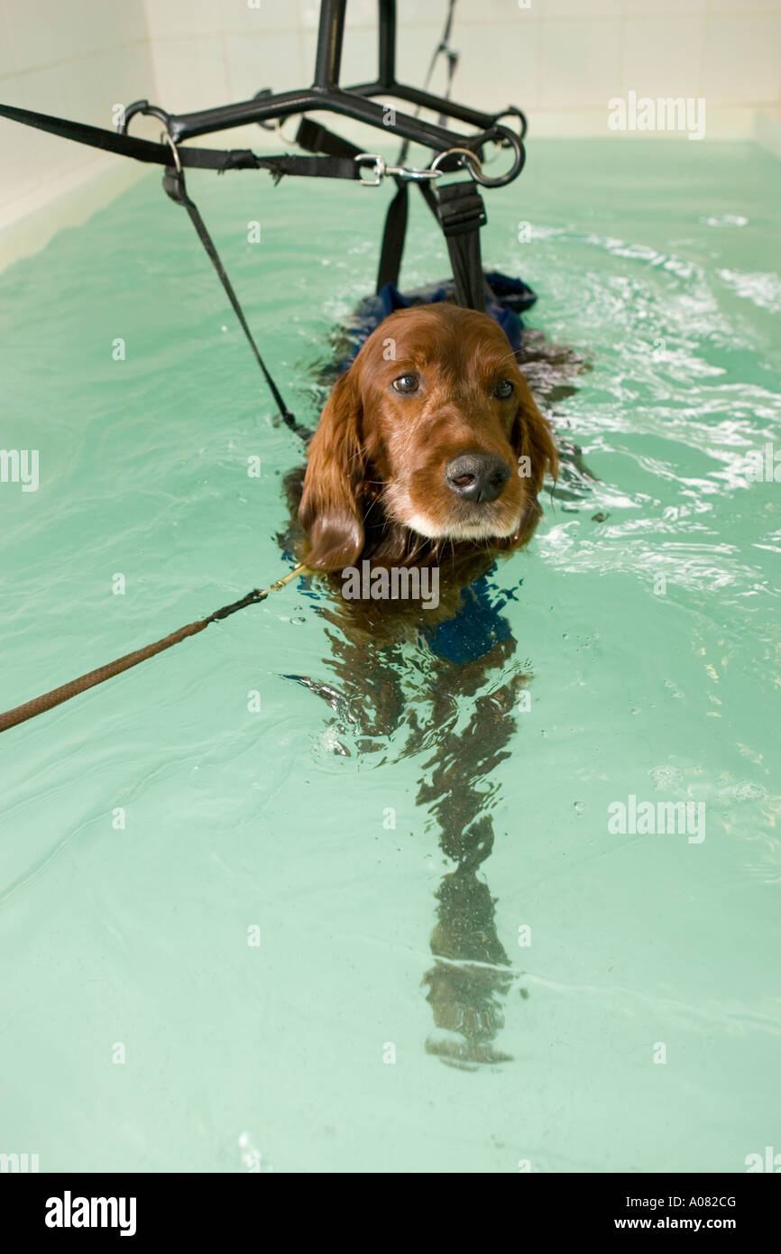 Dog in harness to hydrotherapy pool Stock Photo - Alamy