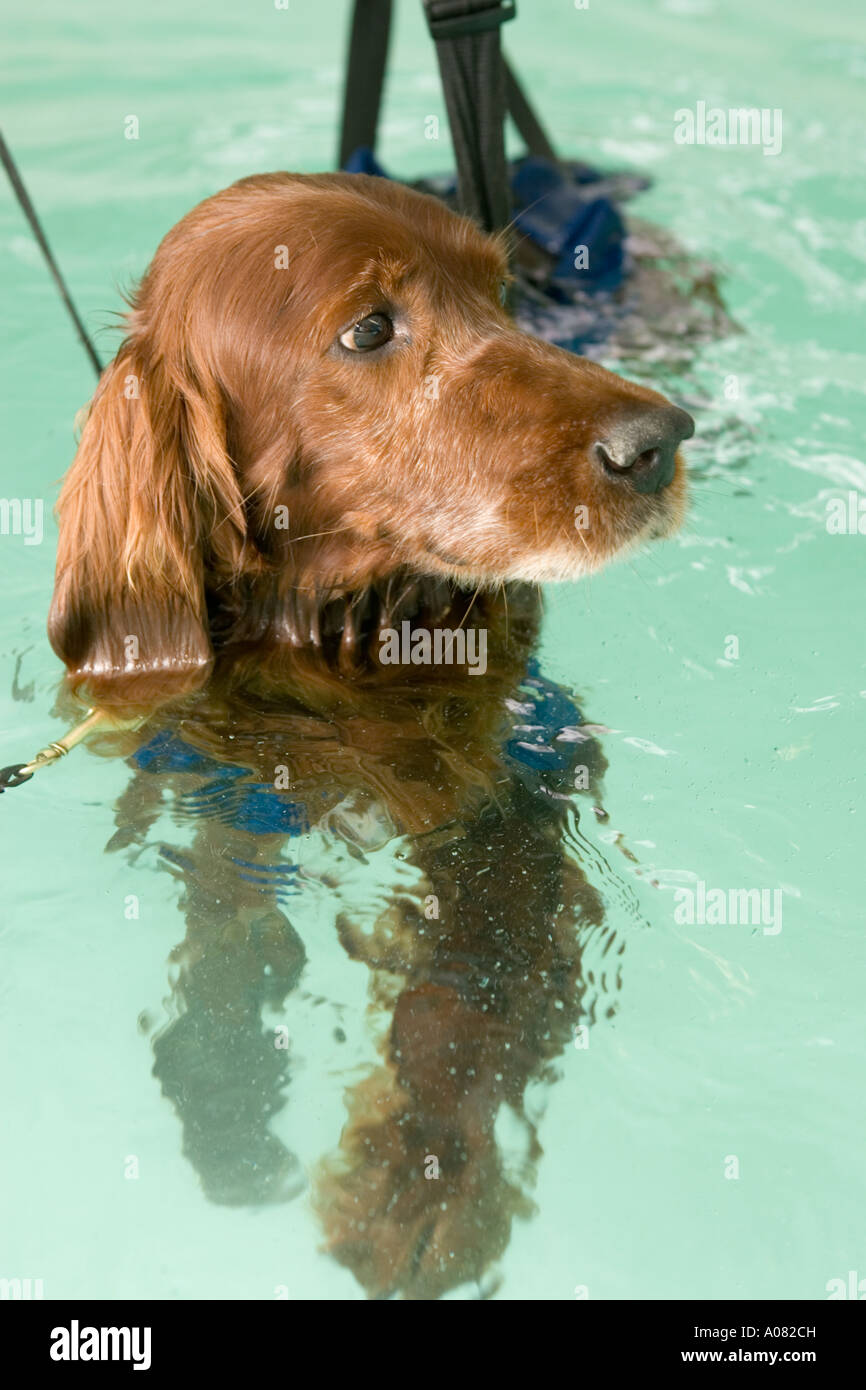 Dog in harness to hydrotherapy pool Stock Photo - Alamy