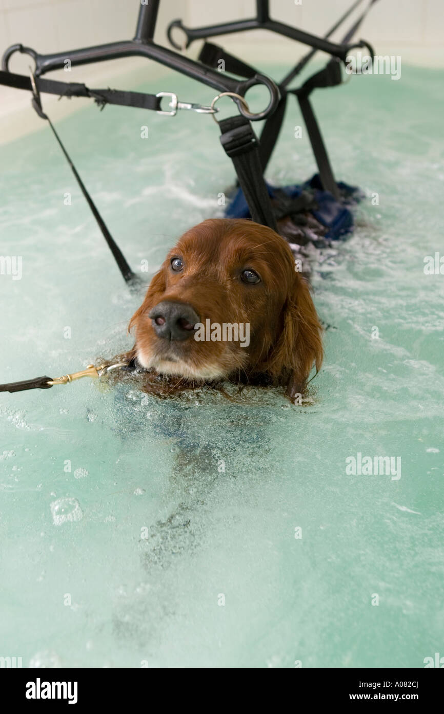 Canine hydrotherapy hi-res stock photography and images - Alamy