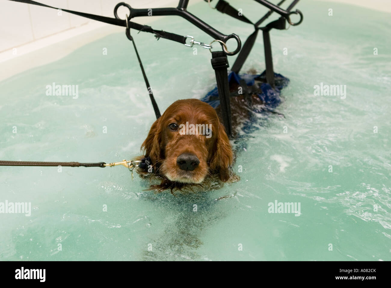 Dog in harness to hydrotherapy pool Stock Photo - Alamy