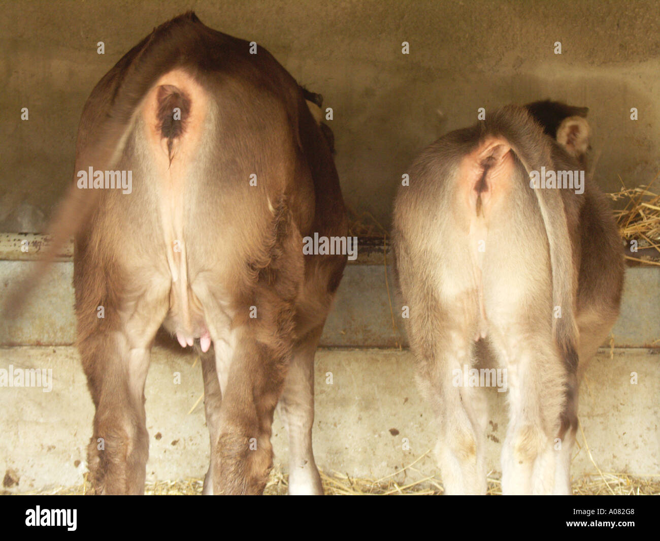 Cow bum hi-res stock photography and images - Alamy