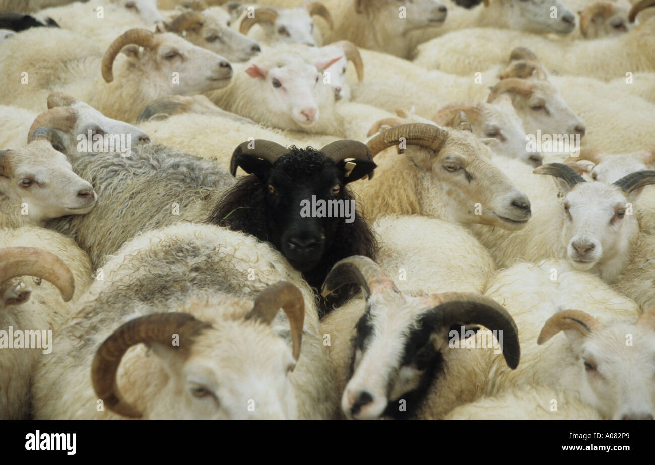 The black sheep hi-res stock photography and images - Alamy