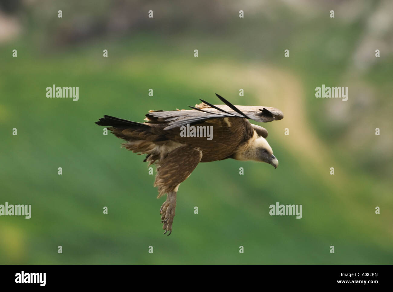 Wind vulture hi-res stock photography and images - Alamy