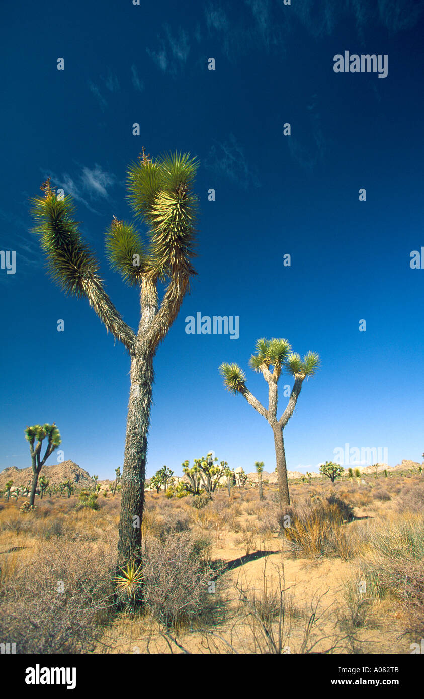Joshua tree kaktus hi-res stock photography and images - Alamy