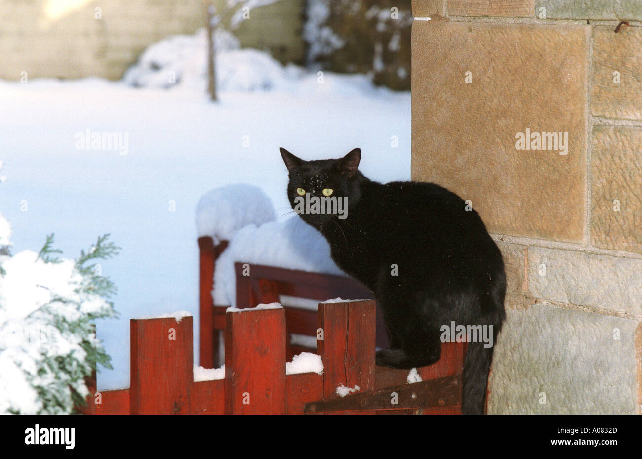 Cat on a gate Stock Photo - Alamy