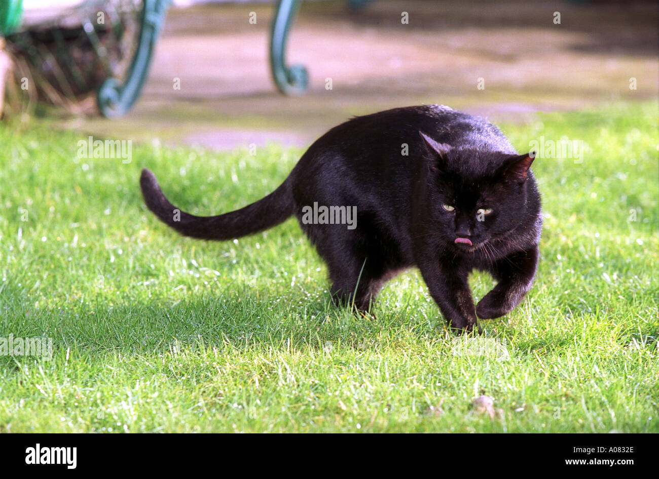 Cat stalking shadow hi-res stock photography and images - Alamy