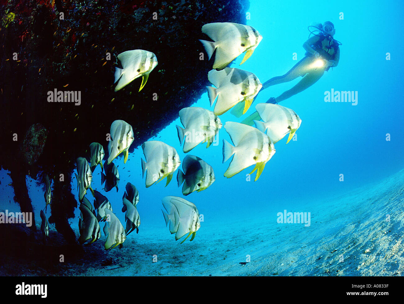 scuba diver and fishes Stock Photo - Alamy