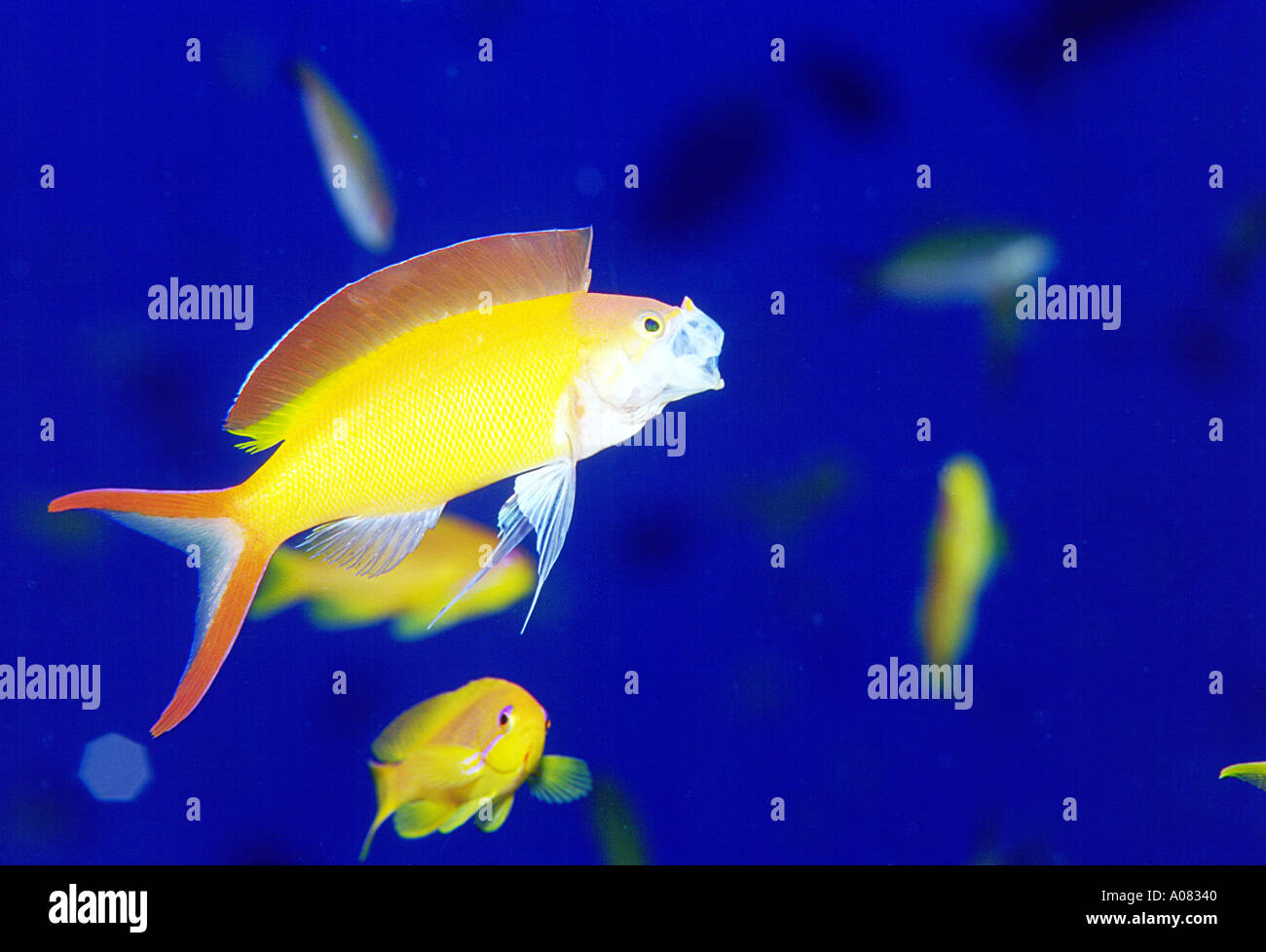 coral fish anthias Stock Photo - Alamy
