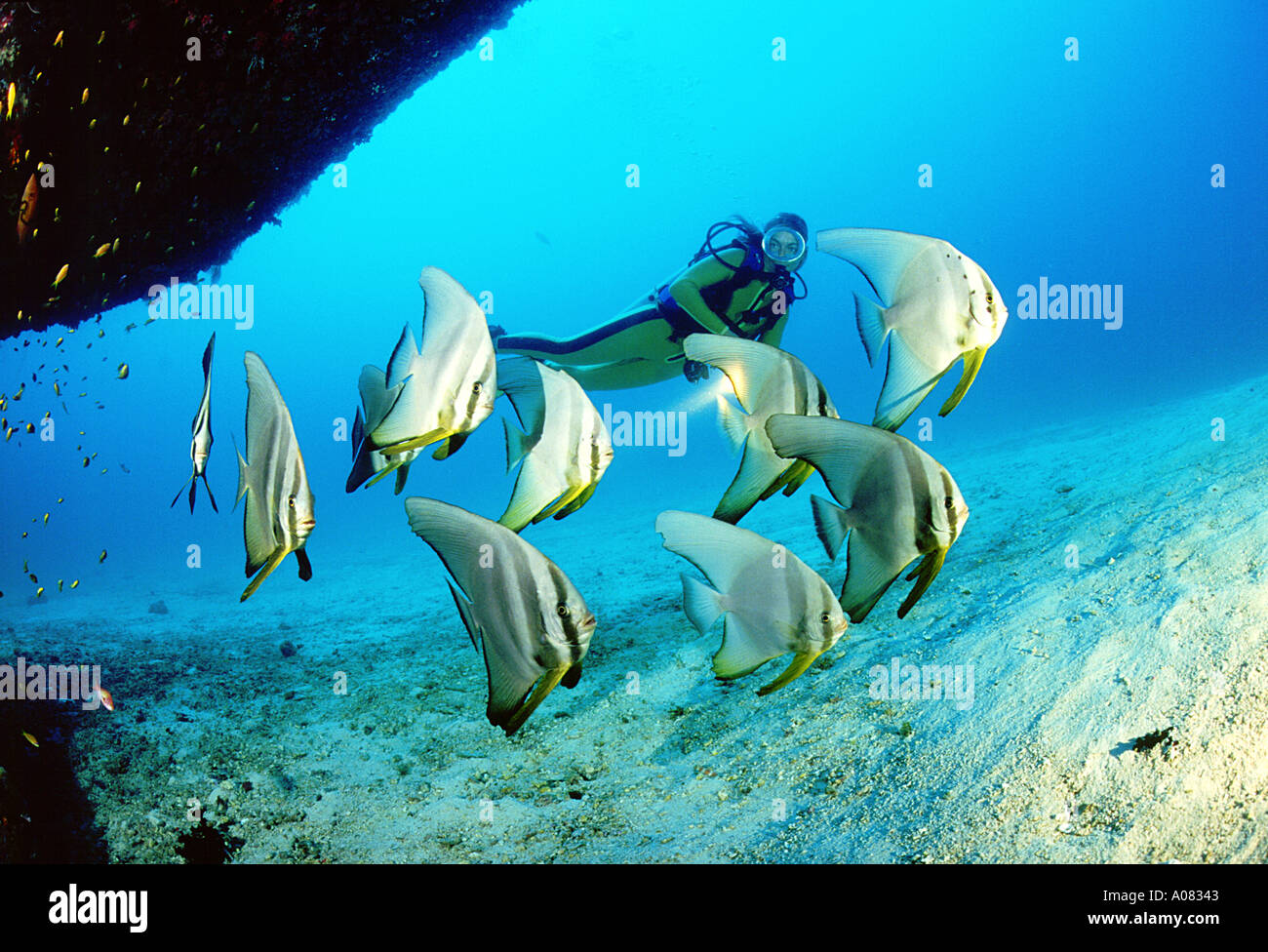 scuba diver and fishes Stock Photo - Alamy