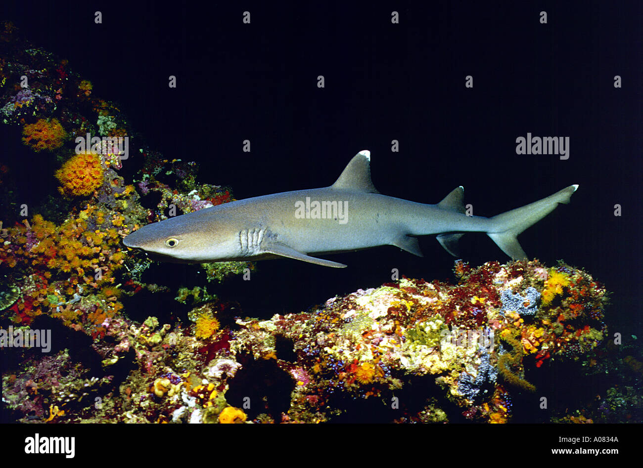 Whitetip reef shark Stock Photo - Alamy