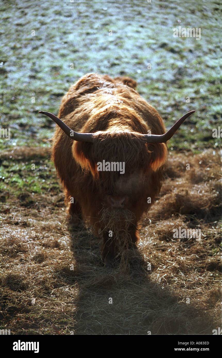 Highland cow Pollock Park Glasgow Scotland Stock Photo - Alamy