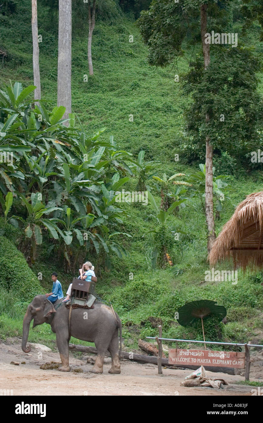 Tourist Ride Elephant at Mesa Elephant Camp Thailand Stock Photo - Alamy